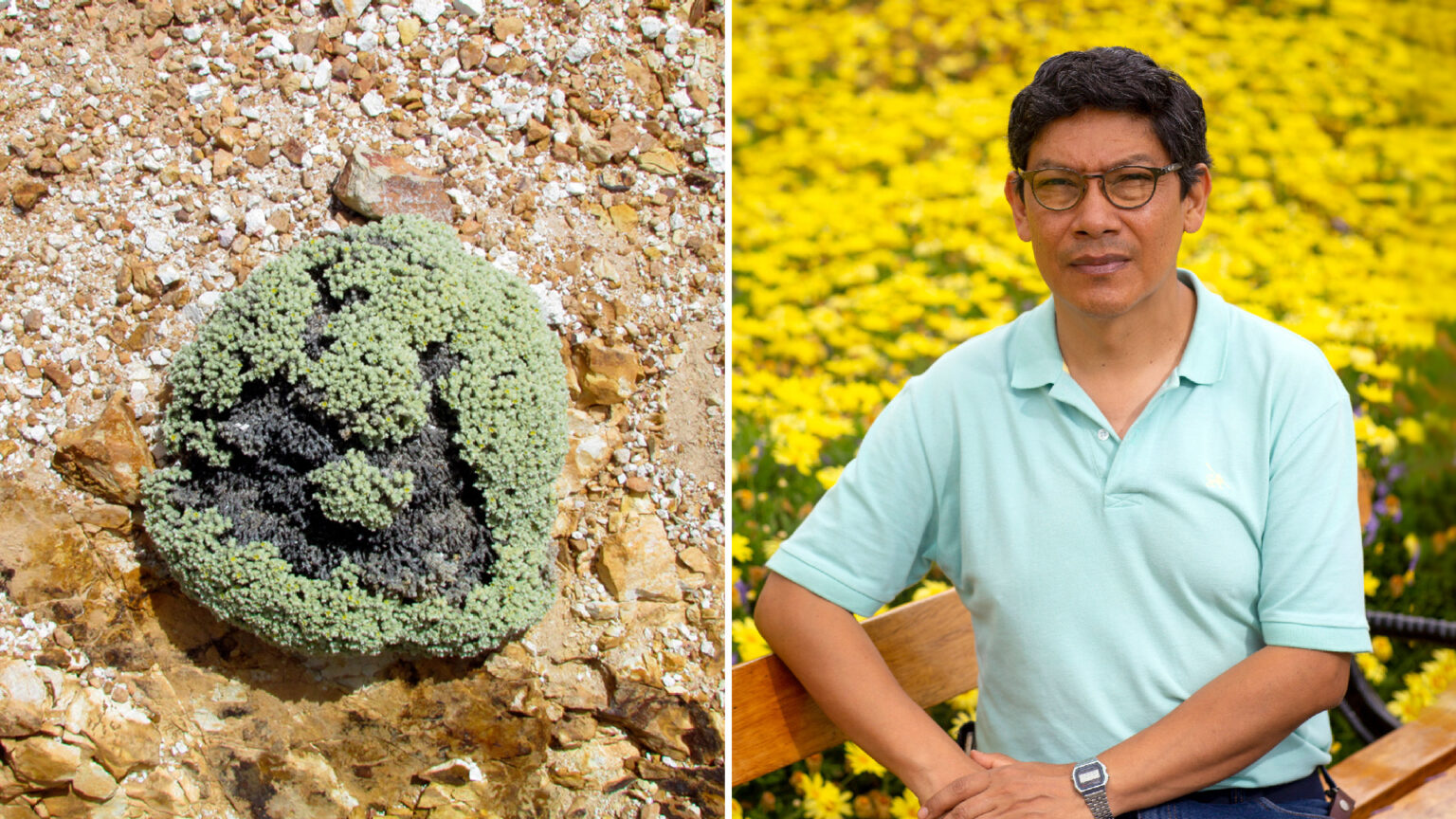 El profesor PUCP Martín Timaná identificó un nuevo género de planta